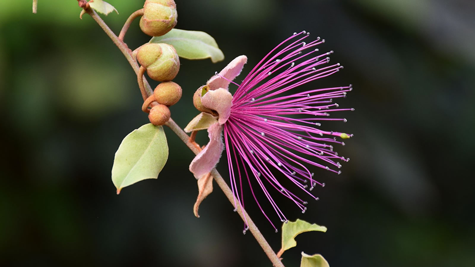 Bhabha Atomic Research Centre ( BARC ), Department of Atomic Energy ...