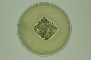 IN SITU PRODUCTION AND IMMOBILIZATION OF SILVER NANO PARTICLES